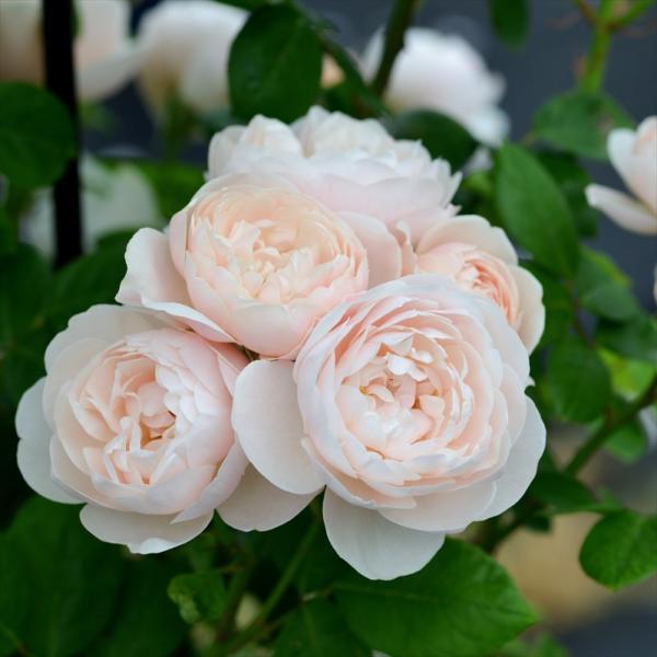 [ブリーズ]花色/クリームピンク〜アップリコットピンク香り/強香花期/繰り返し咲き樹高、幅、樹形/1.5ｍ×0.6ｍ、シュラブ花径/6〜8ｃｍ、中輪花形/カップ咲き＊登録品種（PVP）＊「フレンチシック」を思わせるややアップリコットがかった...