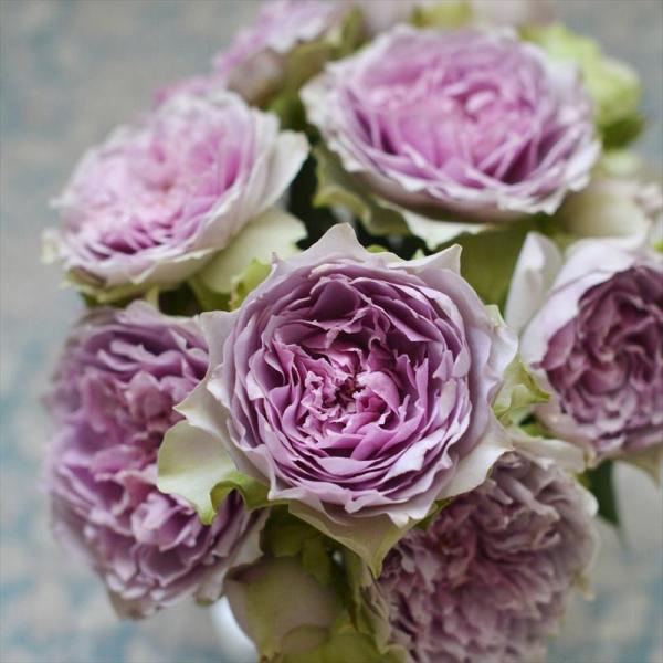 [コフレ]花期/四季咲き香り/中香樹高、樹形/1.5〜1.6ｍ、シュラブ花径/中輪花形/ロゼット外側がグリーンで中は綺麗な藤色のロゼット咲き。花持ちが良く、時にグレーがかったグリーンになりアンティークな雰囲気を持つバラ。木立としても楽しめる...