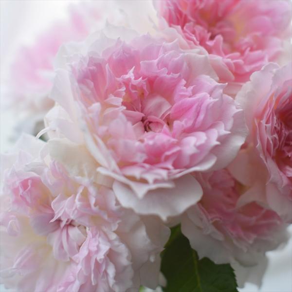 [アジュール]花期/四季咲き香り/強香樹高、樹形/0.8〜0.9ｍ、フロリバンダ花径/中輪花形/ロゼット咲き＊種苗登録出願中＊白にピンクがかかる透明感のある花びらがギュッと詰まったロゼット咲き。花弁の先がツンと尖る繊細な作りの花と、甘く上品...