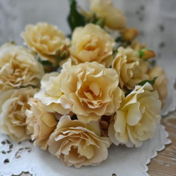 [ラ・ブロッシュ]花期/繰り返し咲き香り/中香樹高、樹形/1.5〜1.6ｍ、シュラブ花径/中輪花形/ロゼット咲き＊種苗登録出願中＊ゴールドがかったブラウンベージュの波打つ花びら。大人っぽい雰囲気の中にも愛らしさがある花姿。まるで“ブローチ”...