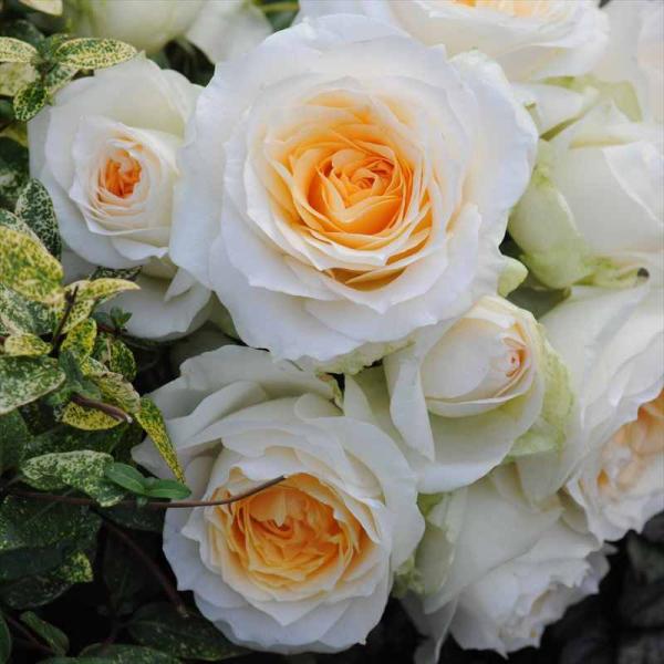 [イングリッシュ・アイズ]花色/オフホワイト花期/四季咲き四季咲き性/強い香り/中香樹高・幅・樹形/0.6ｍ×0.6ｍ、横張りブッシュ花径/5〜6ｃｍ花形/平咲きオフホワイト〜ややイエローがかった中輪房咲きの花を枝いっぱいに咲かせる。コンパ...