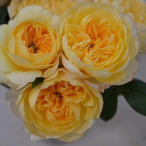 [ジャンヌ・ダルク]花色/イエロー花期/四季咲き四季咲き性/強い香り/強香樹高・幅・樹形/0.8ｍ×0.6ｍ、ブッシュ花径/8〜10ｃｍ花形/ロゼット咲き鮮やかで目の覚めるような黄色の大輪ロゼット咲き。直立性のブッシュタイプ。フルーツとミル...