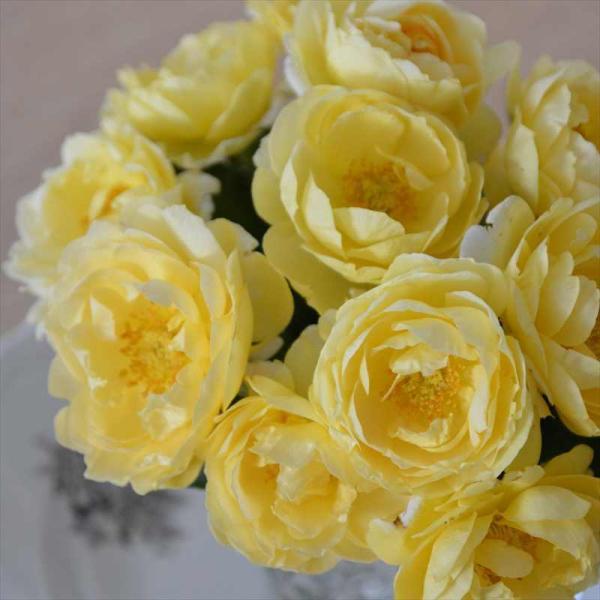 [パトラッシュ]花色/ライトイエロー花期/四季咲き四季咲き性/中香り/強香樹高・幅・樹形/1.5ｍ×1.0ｍ、シュラブ花径/6〜7ｃｍ花形/カップ咲きライトイエローの半八重中輪カップ咲き。ふわふわと柔らかな印象。フルーツとハーブの香り。樹は...