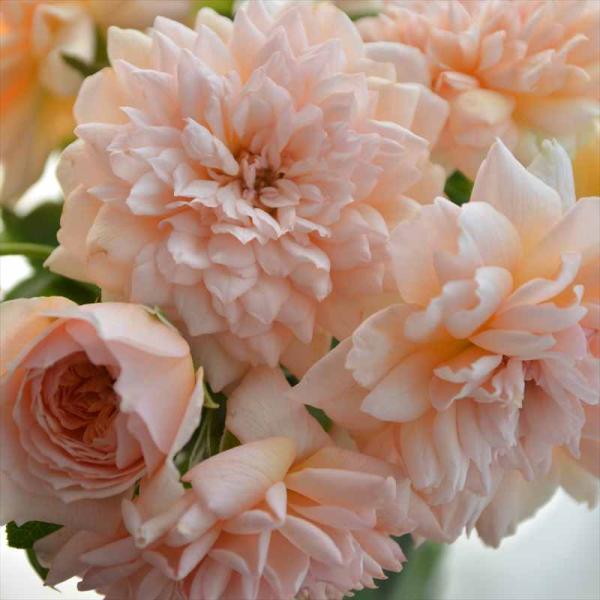 [マリー・ルイーズ・ドゥ・ラ・ラメー]花色/オレンジアプリコット花期/四季咲き四季咲き性/強い香り/中香樹高・幅・樹形/1.2ｍ×1.2ｍ、シュラブ花径/8ｃｍ花形/ロゼット咲きダリアの様な花弁のオレンジアプリコットのやさしい花。フルーツテ...