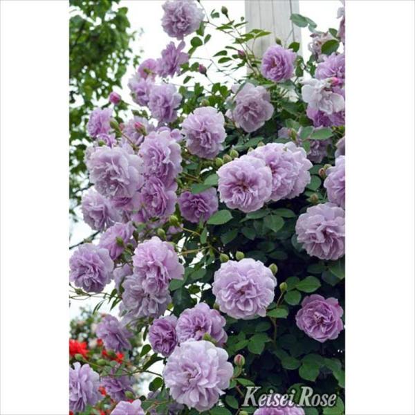 [レイニーブルー]独：タンタウ：2012年ＰＶＰ花色：藤色香り：微香花径/6ｃｍ、花弁数/57枚ロゼット咲、伸長/1.5ｍやさしい色の繊細な雰囲気の花は、花一輪一輪は花弁の多いロゼット状に咲き、房咲きになります。葉はかわいい小葉種ですが、樹...