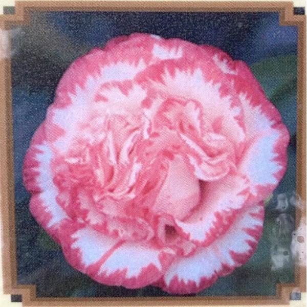 [椿 マーガレットデービス]マーガレットデービスは、白の花弁にピンク覆輪が入る華やかな大輪椿です。八重咲きで花弁が幾重にも重なり、優雅で豪華な印象を与えます。冬から早春にかけて開花し、寒い季節に彩りを添えてくれる人気の洋種ツバキです。光沢の...