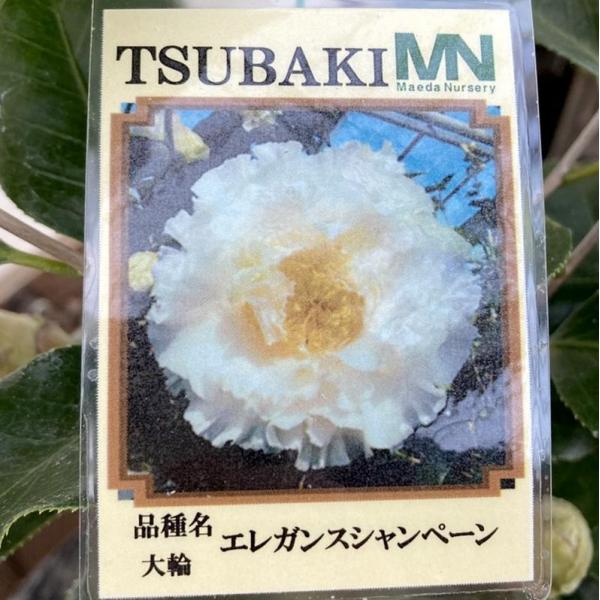 [椿　エレガンスシャンペーンとは]エレガンススプレンダーの枝替わり品種で、花弁も葉も縁取りがギザギザの鋸状になります。白色の八重咲で、牡丹咲き〜大唐子咲になります。葉は特殊な葉で、鋸歯鋭く二重鋸歯にもなる桜葉状。縁は波打ち、表面は主脈に沿っ...