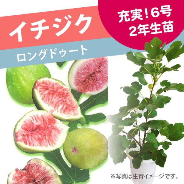 【発売日：2026年07月07日】[イチジク　ロングドゥート]秋果は糖度が高くかなり濃厚！さっぱりが好きな方は早めに収穫がおすすめ！夏秋果兼用[イチジク]イチジクは、実が成るまでの年数が早く、鉢植えではコンパクトに、地植えではしっかり大きく...