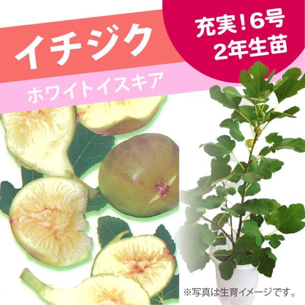 【発売日：2026年07月07日】[イチジク　ホワイトイスキア]実は小ぶりだが味はよく、豊産性で樹勢が強く栽培がしやすい！夏秋果兼用[イチジク]イチジクは、実が成るまでの年数が早く、鉢植えではコンパクトに、地植えではしっかり大きく育てられ、...