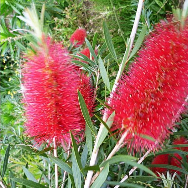 [カリステモン]カリステモンはオーストラリア原産のフトモモ科、低木から高木の常緑性花木です。別名をブラシノキや金宝樹(キンポウジュ)とも言い、ボトルブラシのような円筒形の花を咲かせます。花序の先から枝が伸びるため、花が串刺しの団子のように見...