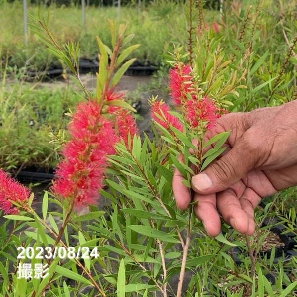 [カリステモン]カリステモンはオーストラリア原産のフトモモ科、低木から高木の常緑性花木です。別名をブラシノキや金宝樹(キンポウジュ)とも言い、ボトルブラシのような円筒形の花を咲かせます。花序の先から枝が伸びるため、花が串刺しの団子のように見...