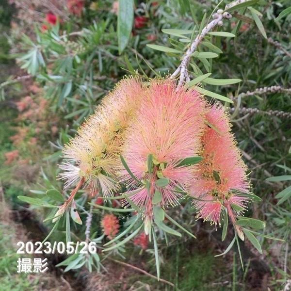 [カリステモン]カリステモンはオーストラリア原産のフトモモ科、低木から高木の常緑性花木です。別名をブラシノキや金宝樹(キンポウジュ)とも言い、ボトルブラシのような円筒形の花を咲かせます。花序の先から枝が伸びるため、花が串刺しの団子のように見...