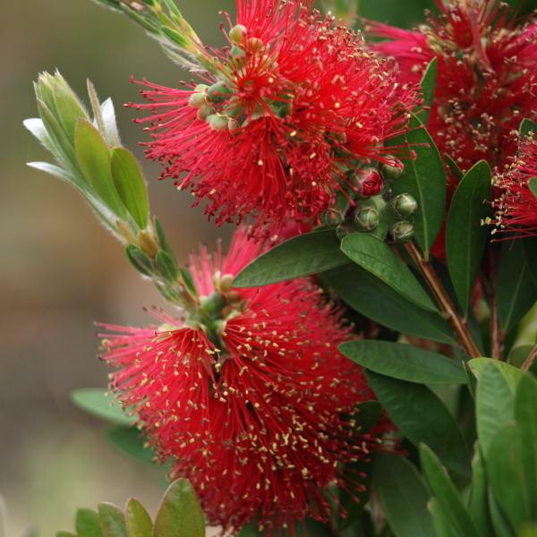 [カリステモン]カリステモンはオーストラリア原産のフトモモ科、低木から高木の常緑性花木です。別名をブラシノキや金宝樹(キンポウジュ)とも言い、ボトルブラシのような円筒形の花を咲かせます。花序の先から枝が伸びるため、花が串刺しの団子のように見...