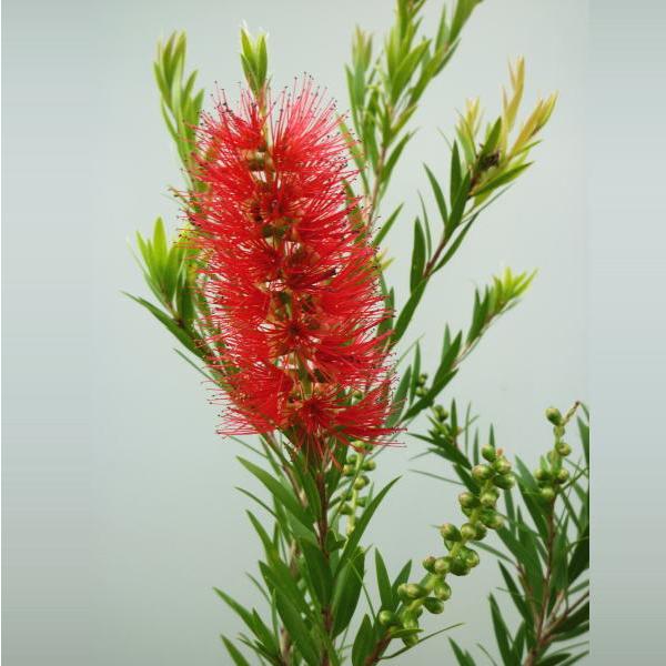 [カリステモン]カリステモンはオーストラリア原産のフトモモ科、低木から高木の常緑性花木です。別名をブラシノキや金宝樹(キンポウジュ)とも言い、ボトルブラシのような円筒形の花を咲かせます。花序の先から枝が伸びるため、花が串刺しの団子のように見...