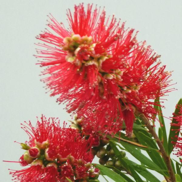 [カリステモン]カリステモンはオーストラリア原産のフトモモ科、低木から高木の常緑性花木です。別名をブラシノキや金宝樹(キンポウジュ)とも言い、ボトルブラシのような円筒形の花を咲かせます。花序の先から枝が伸びるため、花が串刺しの団子のように見...