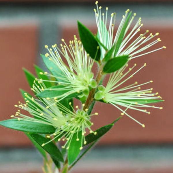 [カリステモン]カリステモンはオーストラリア原産のフトモモ科、低木から高木の常緑性花木です。別名をブラシノキや金宝樹(キンポウジュ)とも言い、ボトルブラシのような円筒形の花を咲かせます。花序の先から枝が伸びるため、花が串刺しの団子のように見...