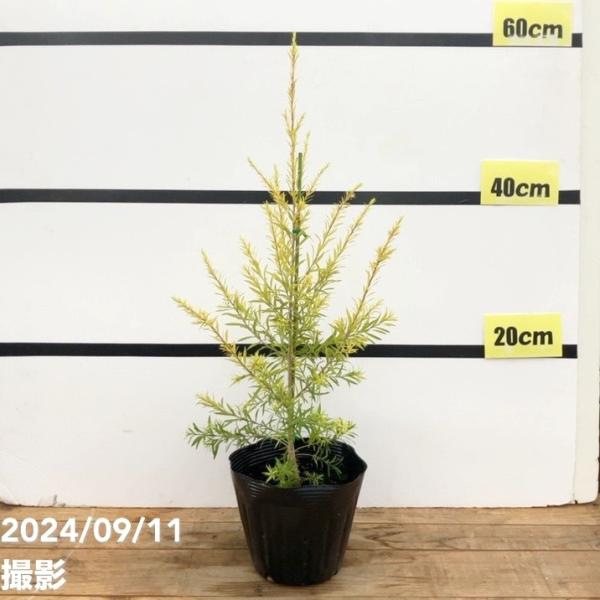 [メラレウカ]メラレウカはオーストラリア原産でフトモモ科の常緑性低木です。花の色は白、ピンク、赤などバラエティに富み、美しく庭を彩ってくれます。また、それぞれの葉には爽やかな香りを持ち、精油(エッセンシャルオイル)が採れる品種もあります。耐...