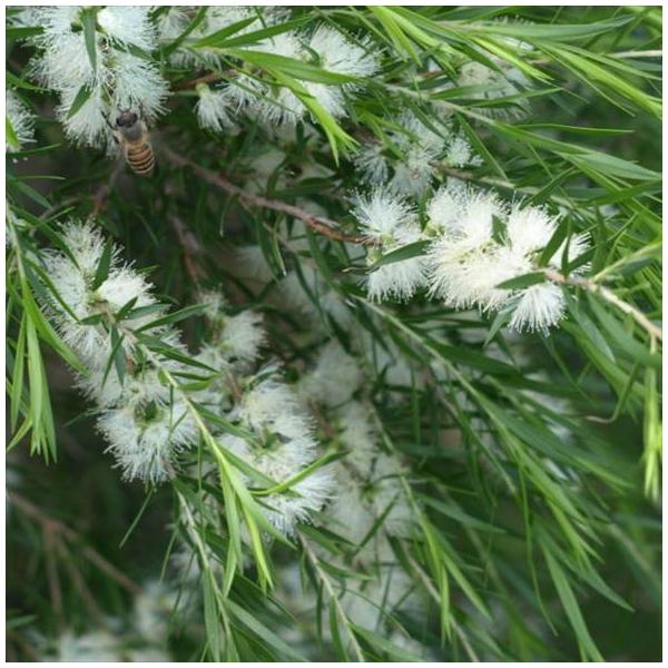 [メラレウカ]メラレウカはオーストラリア原産でフトモモ科の常緑性低木です。花の色は白、ピンク、赤などバラエティに富み、美しく庭を彩ってくれます。また、それぞれの葉には爽やかな香りを持ち、精油(エッセンシャルオイル)が採れる品種もあります。耐...