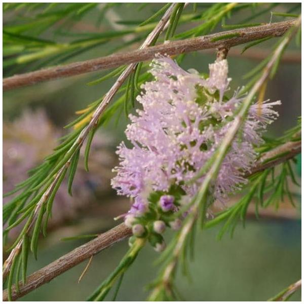 [メラレウカ]メラレウカはオーストラリア原産でフトモモ科の常緑性低木です。花の色は白、ピンク、赤などバラエティに富み、美しく庭を彩ってくれます。また、それぞれの葉には爽やかな香りを持ち、精油(エッセンシャルオイル)が採れる品種もあります。耐...