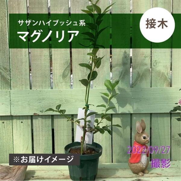 サイズ：4.5〜5号 2年生苗お届け時期：随時お届け※品種特性が記載されたラベルがつきます。