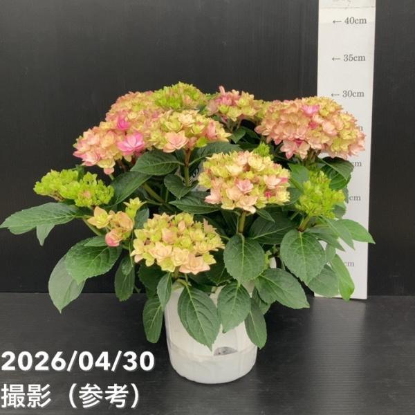[アジサイ　星あつめ（ピンク）]いくつもの小さな星がきらりと光るように集まり、一花一花徐々に色づいていきます。秋まで育ててアンティークカラーもお楽しみいただけます。