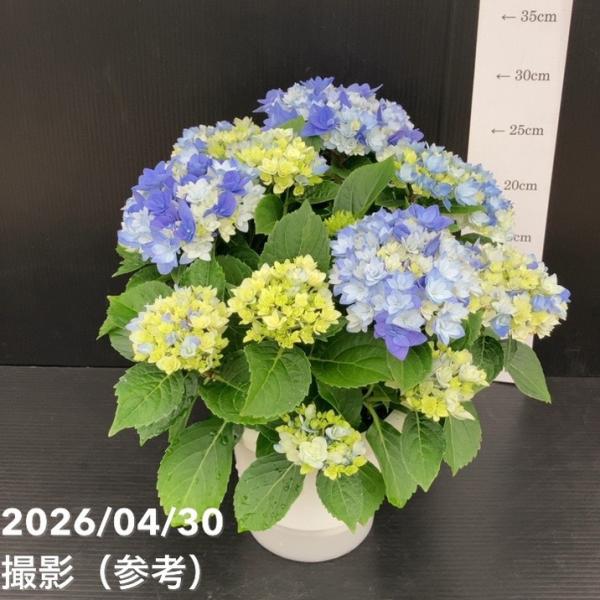 [アジサイ　星あつめ（ブルー）]いくつもの小さな星がきらりと光るように集まり、一花一花徐々に色づいていきます。秋まで育ててアンティークカラーもお楽しみいただけます。