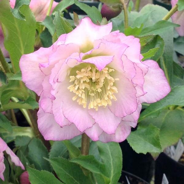 [クリスマスローズ 伊勢みやびシリーズ 桃酔(とうすい) とは]明るいピンク色の大輪ダブル咲きです。バイカラー糸ピコで、花色が淡いままで濁らず綺麗。花は下向きに咲きます。