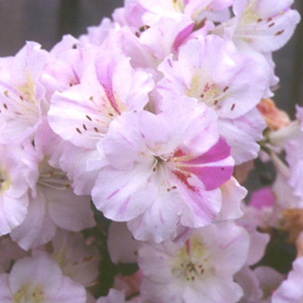 [サツキ 一生の春]サツキの仲間では、とても華やかで爽やかな花を咲かせます。白花にピンク斑がはいる事やピンクの花が入る事があります。白花にはほのかにピンクが入る事があります。新緑の時期と相まって美しくお庭を彩る事でしょう。性質は強健種で容易...