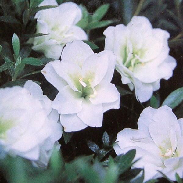 [サツキ　白盃]白いサツキの代表的品種で、八重咲きです。一重とは違ったこの一輪一輪のボリュームのある姿にはとても存在感があります。もちろん、他の品種に負けずに非常に強健で栽培もとても容易です。[サツキ]サツキは、「五月」と書くように5月中旬...