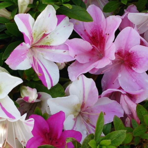 [サツキ　萌香]翠扇と愛の月の交配種。白地やピンク地に絞りが入る華やかな品種です。咲いてみるまで花色が分からない品種で、絞りが入らず単色で咲くこともあります。性質は強健種で容易に栽培できます。[サツキ]サツキは、「五月」と書くように5月中旬...