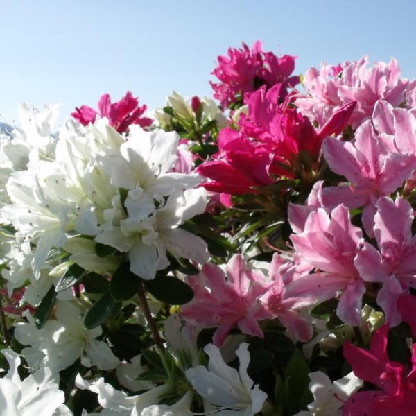 [久留米ツツジ 常夏]直径約4cm程の花で、色はピンク、白、絞りの3色咲き分けます。花色にはばらつきがあり、特に小さい間は3色全て咲かないこともあります。[ツツジ]開花期は概ね4月〜5月にかけてで、比較的気温が上がりきらないころから開花しま...