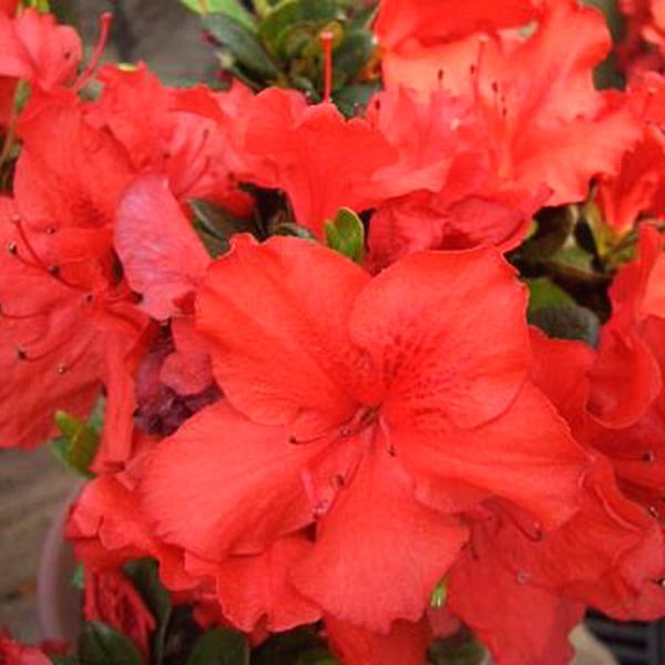 [久留米ツツジ 本霧島]濃紅色の花は褪せにくく、本来、霧島ツツジの中から久留米つつじが選抜されたのですが、それとは区別して高級品『本霧島』として流通しています。[ツツジ]開花期は概ね4月〜5月にかけてで、比較的気温が上がりきらないころから開...