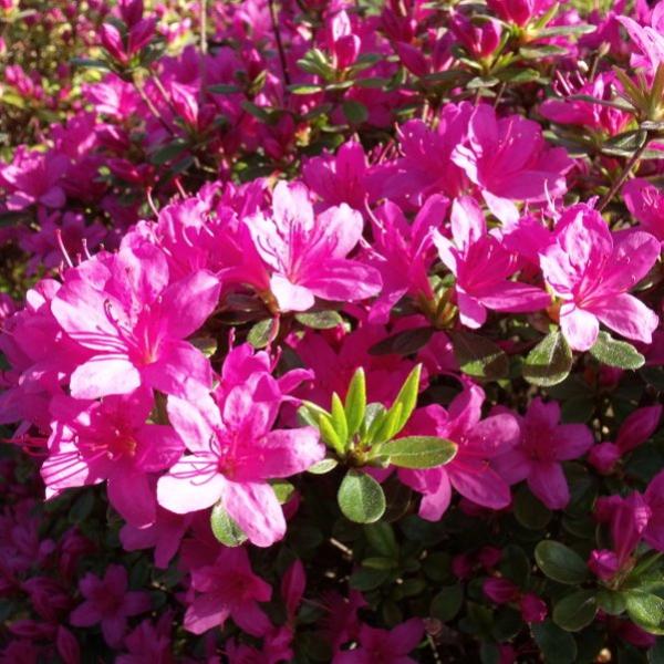 [久留米ツツジ 摩耶夫人]花色はやや紫がかったピンク色で、整ったスマートな花形をしています。[ツツジ]開花期は概ね4月〜5月にかけてで、比較的気温が上がりきらないころから開花します。そのため、葉や芽の生育が追い付かず花が咲くので、開花全盛の...