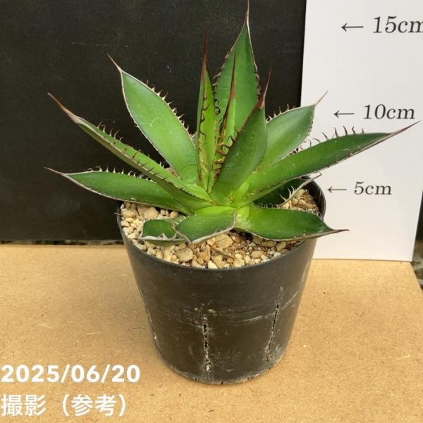 [アガベ ホリダ]アガベの中でもメジャーな品種。光沢のある緑葉にたくさんの鋭いトゲがついた、ちっといかつい姿が人気です。[アガべ]アガベはリュウゼツラン科リュウゼツラン属に分類される多年草の多肉植物で、南アメリカ北部や北アメリカ南部、中央ア...