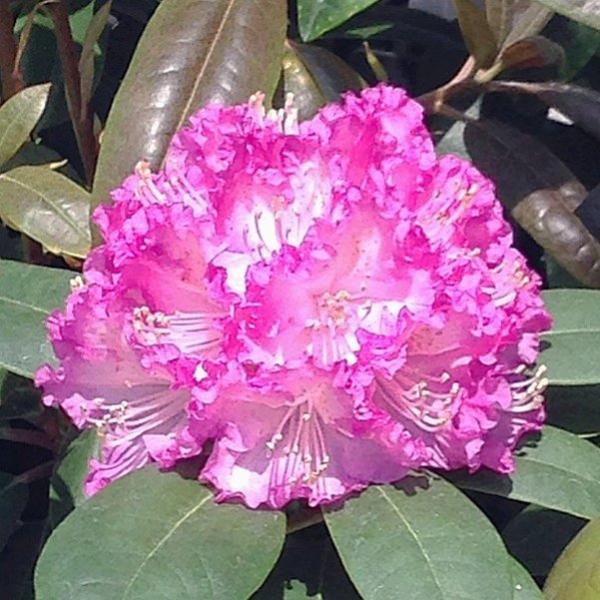 【発売日：2023年09月27日】[シャクナゲ シュシュ]やや紫みのあるローズピンク底白で、淡い褐色のスポットが少し入ります。やや小輪ではあるものの、フリルがあり可愛らしい花です。4月下旬から5月上旬開花の遅咲き種。●やや紫みのある鮮ローズ...