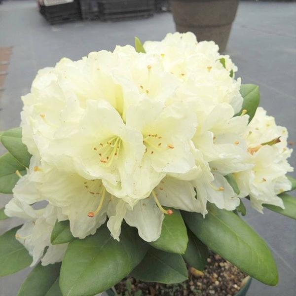 【発売日：2023年09月27日】[シャクナゲ 黄山(コウザン)]明るいクリームイエローの大輪種で、輪数は少ないのですが、まとまった丸い花房になります。黄色系は性質の弱いものが多いのですが、この品種は比較的丈夫で、西日を避ければ庭植えも可能...