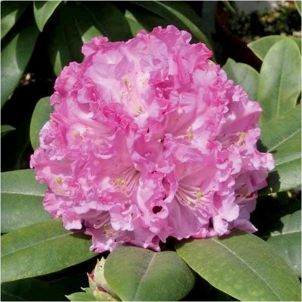 【発売日：2023年09月27日】[シャクナゲ 桜シフォン]花色は柔らかなピンクで底白となり、花弁にフリルのある優しい印象の花です。20輪程度が集まり、しっかりとしたドーム状の花房をつくります。枝が太く、葉も厚みがあり花付きが良いので、鉢植...