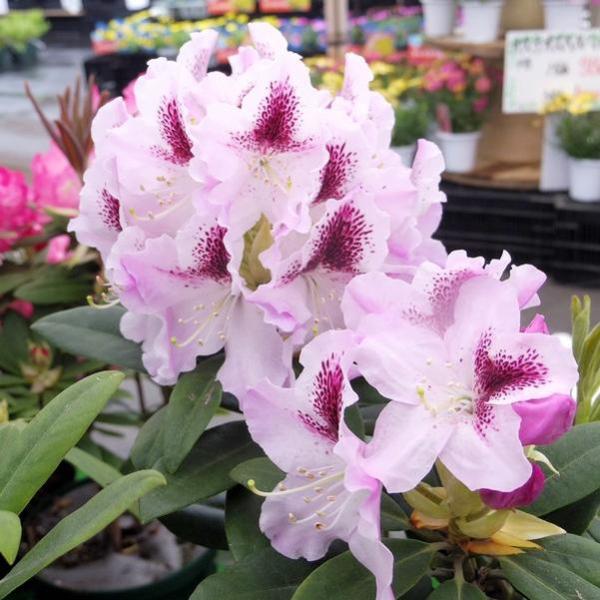 【発売日：2023年09月27日】[シャクナゲ ゼフュロス]やや青みがかかった白花で、濃褐色の大きなブロッチが入り強烈なアクセントとなっています。近年ブロッチのない品種が主流となっている中では珍しい色合いで、たいへん良く目立つ花です。直立性...