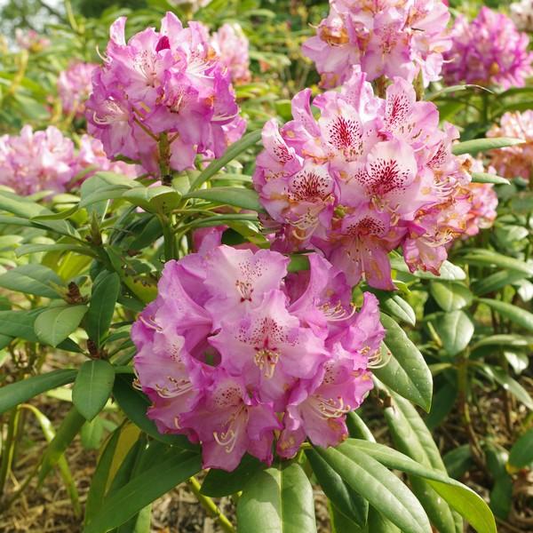 [シャクナゲ パープルジュエル]やや紫みを帯びたローズピンクの小輪種です。ブロッチは細かいそばかす状のスポットが入ります。花は小さいですが、全体にウエーブがかかり、きっちりした丸型のコーンとなり華やかな印象があります。非常に花付きが良く、苗...