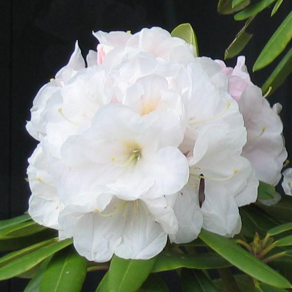 【発売日：2023年09月27日】[シャクナゲ 真珠姫]花を見る前に手放した苗から咲いた花で、写真コンテストがきっかけで見つかった品種です。咲き始めは淡いピンク色で、後に真珠のように光沢のあるやわらかい白い色の美しい花になっていきます。純白...