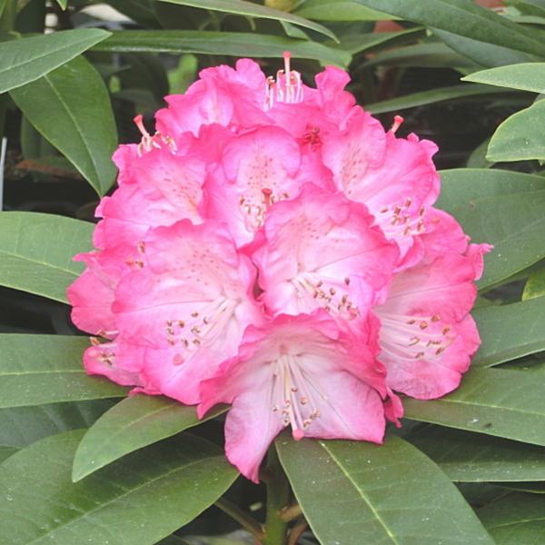 [シャクナゲ スイートハート]紅桃色底白でブロッチが少し入るさわやかな中輪の花が25輪程集まり、ピラミッド状のきっちりしたドームを作ります。非常に花付きが良く、夏〜秋の芽にも花芽が付きます。4月上旬開花の早咲き種。●紅桃色｜4月上旬〜中旬 ...