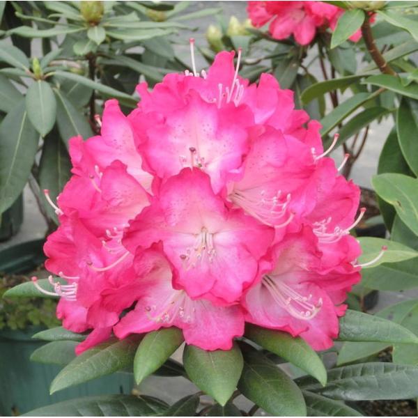 [シャクナゲ ストロベリーサンデー]濃く鮮明な紅桃色にブロッチの無い底白で、大輪の花が20輪程集まってドーム状の花房を作ります。イチゴのような赤色とアイスクリームのような白色の混じりあう様子からこの名を付けました。非常に花付きが良く、夏から...