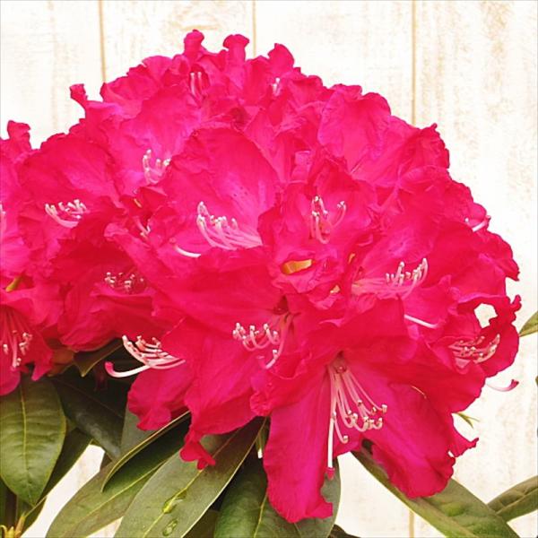 [シャクナゲ プロミネンス]ややワイン色を含んだ濃い赤紅色の大輪でフリルのある花が20輪程がドーム状の花房を作ります。ほとんど色あせしないのが特長です。葉は濃緑で厚みがあり、花色との相性も良いです。非常に花付きが良く、若木のうちからたくさん...