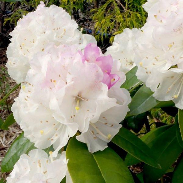 [シャクナゲ ラベンダースノー]ピンクに色付いた蕾から、非常に上品な淡ラベンダーピンクに咲き出し、咲き進むと純白になる移り色の美しい花です。15輪程がまとまりの良いドーム状の花房を作り、花もちが良いのも特長です。明るい緑で光沢のある葉も美し...