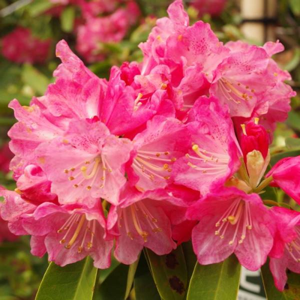 [シャクナゲ ピーチパイ]初期のアカボシ交配種ピンクドールに真っ赤な花で有名なアールオブアスロンを交配して作出した品種です。本来は真っ赤な花を目指して交配したのですが、意図とは違いピンクの花になってしまいました。目標とは違ったのですが、咲い...