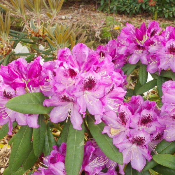 [シャクナゲ パープルドーム]名花パープルスプレンダーとジョイフルデーの交配種で、濃い赤紫の花がドーム状に咲きます。パープルスプレンダー譲りの濃いブロッチが特徴で、とても目立ちます。とにかく花付きが良く、小さな苗木のうちから花をつけてくれる...