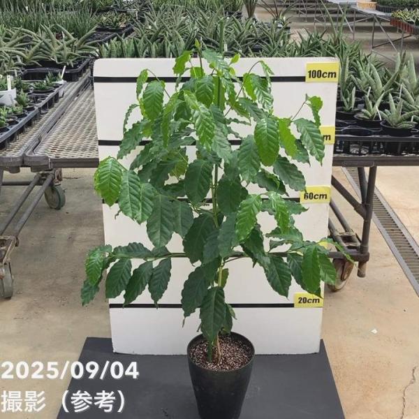 [COFFEE(コーヒー)の木]葉が艶ややかで、可愛らしく、いかにも観葉植物という雰囲気を持っています。癒されるだけでなく、育てる楽しみ、大きくなるワクワクも一緒にお楽しみいただけます。[注意]・常緑樹ですが、冬の低温で葉が黄変する場合があ...