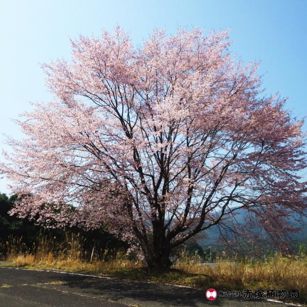 【発売日：2023年02月01日】三重県熊野市紀和町長尾にあるクマノザクラの名木「長尾美春桜」から特別に穂木を取って接ぎ木したブランド苗です。※開花まで植え付け3年以上必要です。-悠久の時を超えて発見されたクマノザクラ-2018年3月、「紀...
