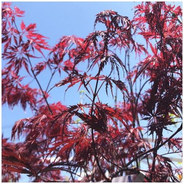 [枝垂れモミジ ガーネット]春の芽吹きから赤く、秋の紅葉は鮮やかな冴えた赤色になる、春から秋まで長く楽しめる品種です。深い切れ込みの入った葉が特徴で、枝は緩やかにアーチを描きます。耐寒性が高く、育てやすい品種です。※植え付け後数年は台木の影...