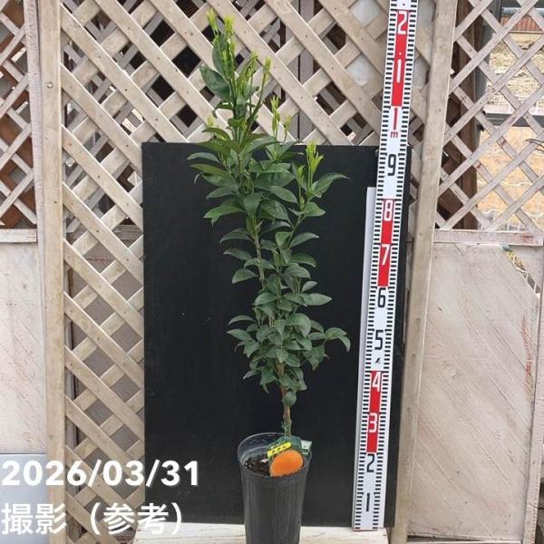 [みかん せとか]芳香があり、小袋は薄く味は濃厚で食味は非常に良い品種！とにかく美味しい”みかんの大トロ”です。1果200〜280ｇと大果で、糖度12~13度と高く、皮は薄く多汁。かすかな酸味があり、果皮は簡単に手で剥けます。種もほとんどな...